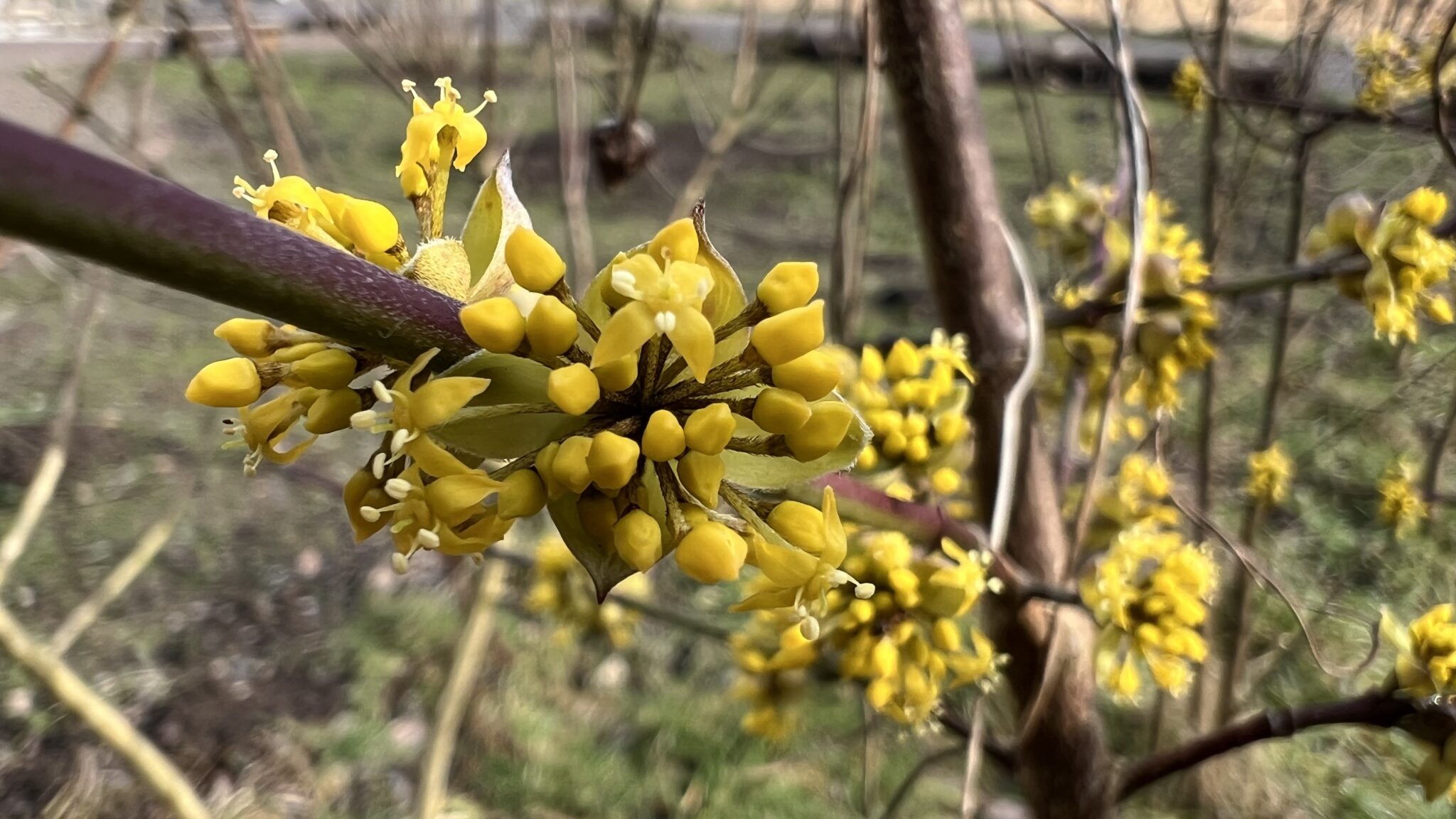 De wijsheid van bomen: een reis door de Keltische natuurkalender ...